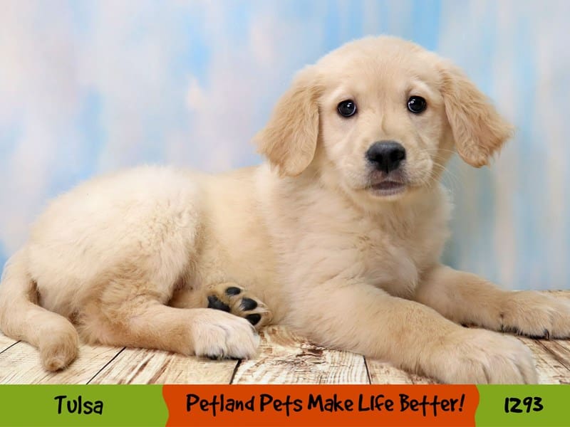 Golden Retriever Small Animal Light Golden ID:1293 Located at Petland ...