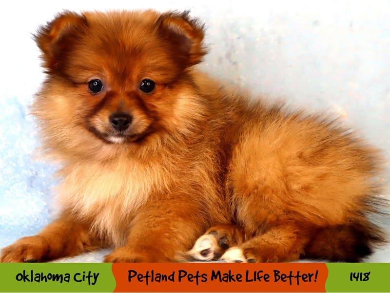 Pomeranian Puppy Orange Sable ID:1418 Located at Petland Oklahoma City ...