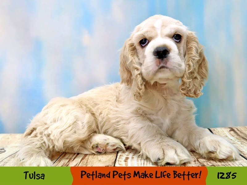 Cocker Spaniel Puppy Buff ID:1285 Located at Petland Oklahoma City & Tulsa