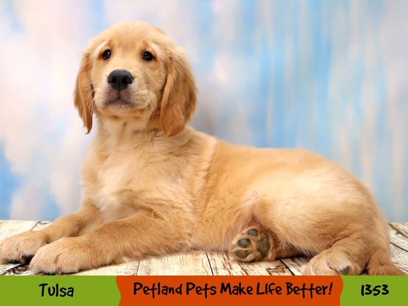Golden Retriever Puppy Golden ID:1353 Located at Petland Oklahoma City ...
