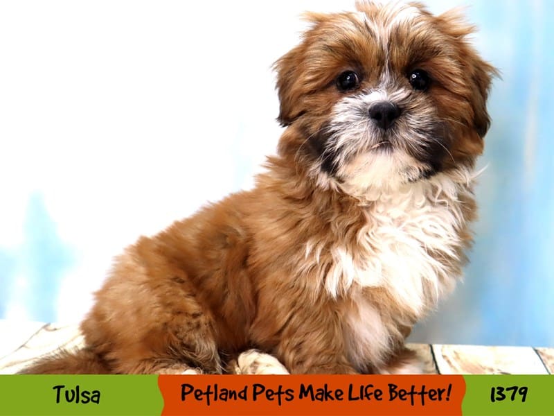 Lhasa Apso Small Animal Red ID:1379 Located at Petland Oklahoma City ...
