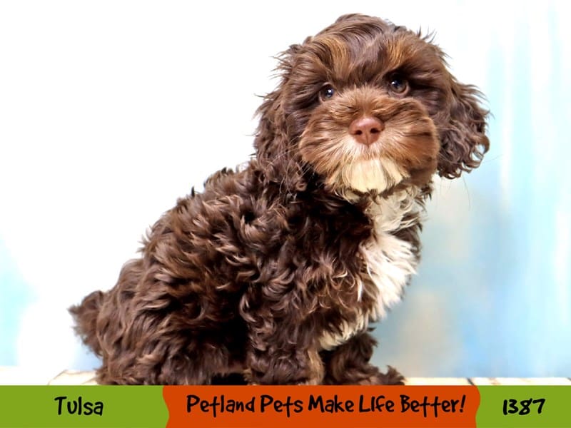 Chocolate Brown Cockapoo Teddy