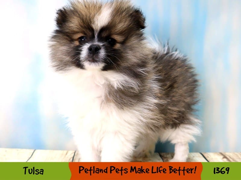 Pomeranian Small Animal Red Sable ID:1369 Located at Petland Oklahoma ...