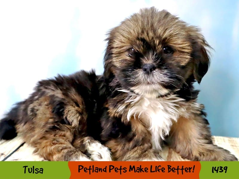 Lhasa Apso Puppy Red Gold ID:1439 Located at Petland Oklahoma City & Tulsa