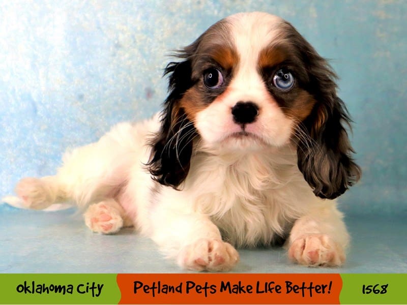 Cavalier King Charles Spaniel Puppy Blue Merle White / Tan ID:1420 ...
