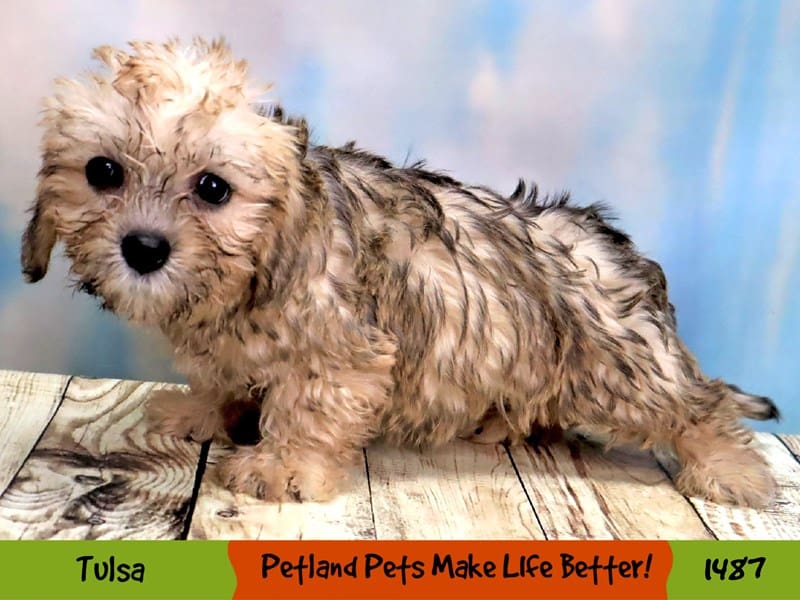 Dandie Dinmont Terrier Puppy Mustard ID:1487 Located at Petland ...