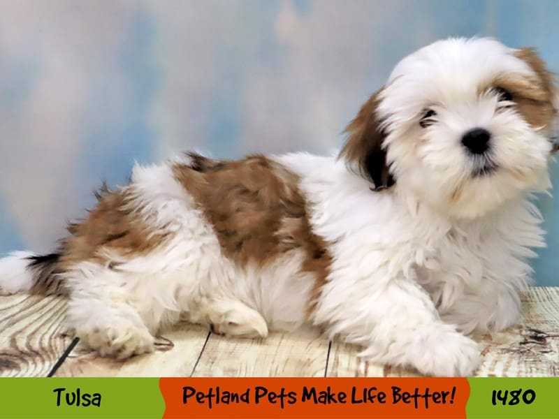 Lhasa Apso Small Animal Red/White ID:1480 Located at Petland Oklahoma ...