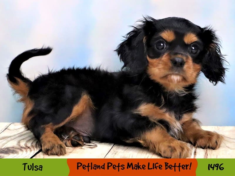 Cavalier King Charles Spaniel Small Animal Black and Tan ID:1496 ...