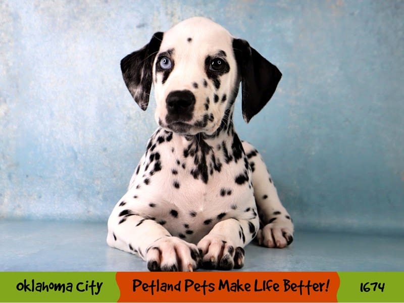 Dalmatian Small Animal White and Black ID:1674 Located at Petland ...