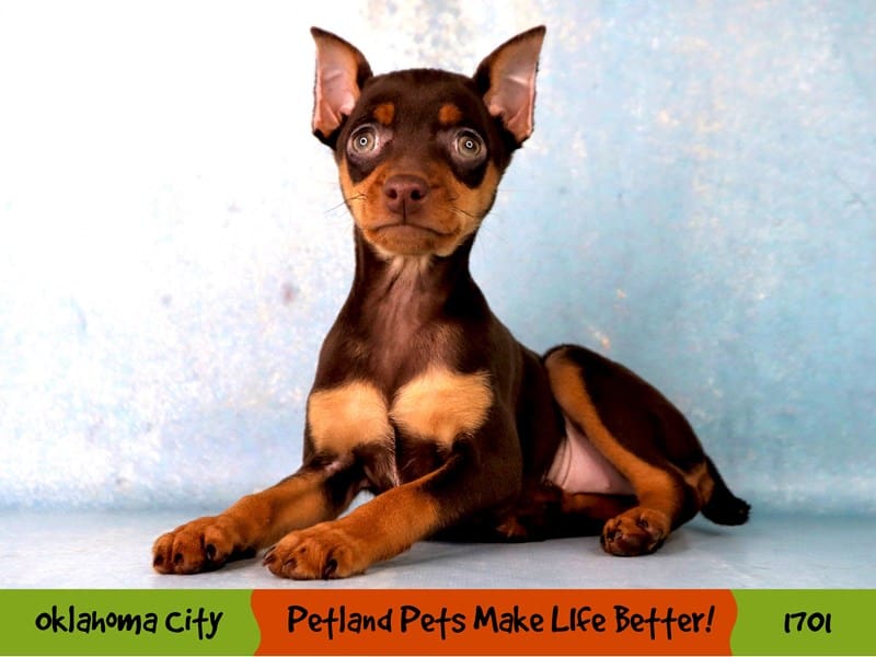 Miniature Pinscher Small Animal Chocolate / Tan ID:1701 Located at ...