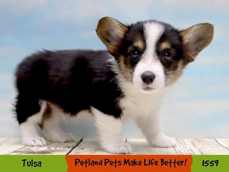 Pembroke Welsh Corgi Puppies - Petland Oklahoma City & Tulsa