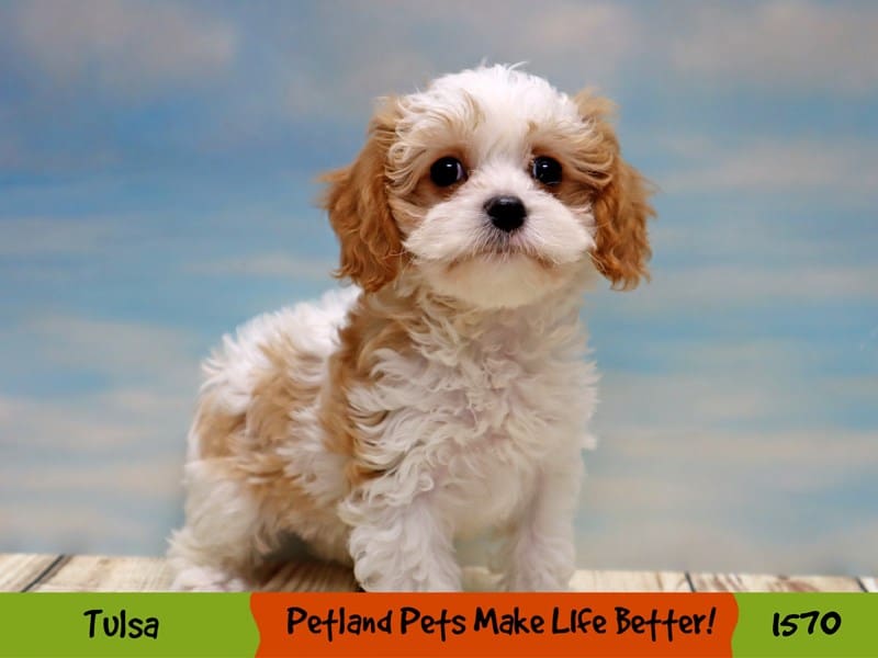 Cavapoo Small Animal White and Apricot ID:1570 Located at Petland ...