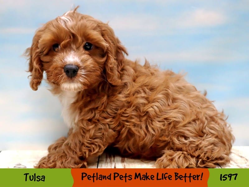 Cavapoo Small Animal Apricot ID:1597 Located at Petland Oklahoma City ...