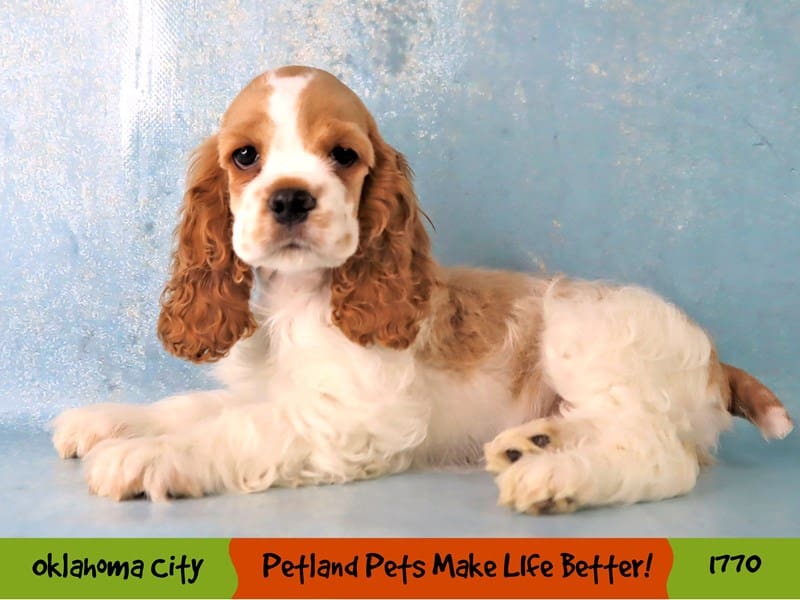 Cocker Spaniel Small Animal Buff and White ID:1770 Located at Petland ...