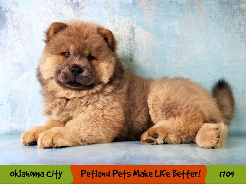 Chow Chow Small Animal Blue Sable ID:1709 Located at Petland Oklahoma ...
