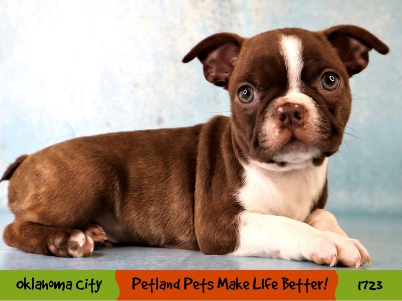 Boston Terrier Small Animal Seal / White ID:1723 Located at Petland ...