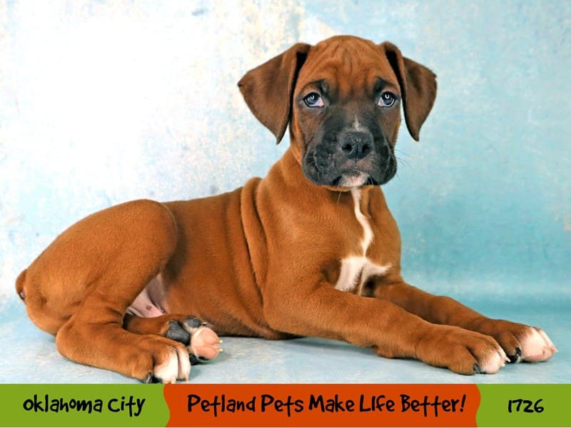 Boxer Small Animal Fawn & White ID:1726 Located at Petland Oklahoma ...