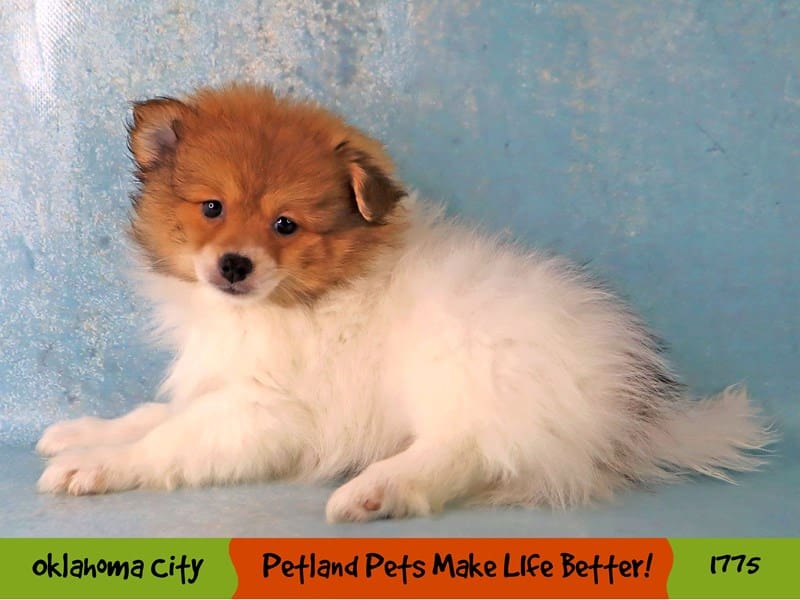 Pomeranian Small Animal Orange Sable ID:1775 Located at Petland ...