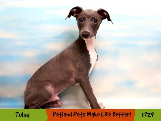 Italian Greyhound-DOG-Male-Seal-3860228-Petland Oklahoma City & Tulsa