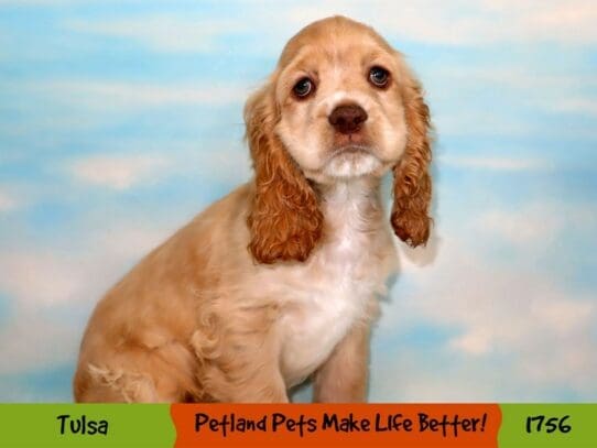 Cocker Spaniel-DOG-Female-Apricot-3734169-Petland Oklahoma City & Tulsa