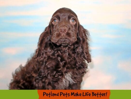 Cocker Spaniel-DOG-Female-Apricot-3734169-Petland Oklahoma City & Tulsa