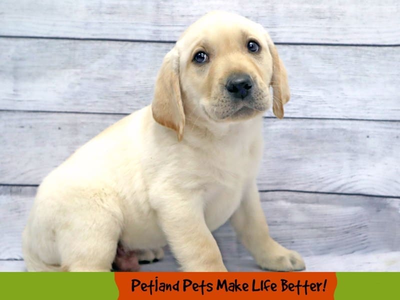 Available Pets - Page 6 of 9 - Petland Oklahoma City & Tulsa