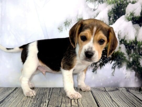 Beagle Puppy Black Fawn and White ID:275 Located at Petland Oklahoma ...