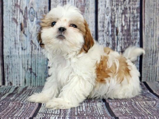 Shih Tzu Puppy Cream / White ID:1217 Located at Petland Oklahoma City ...