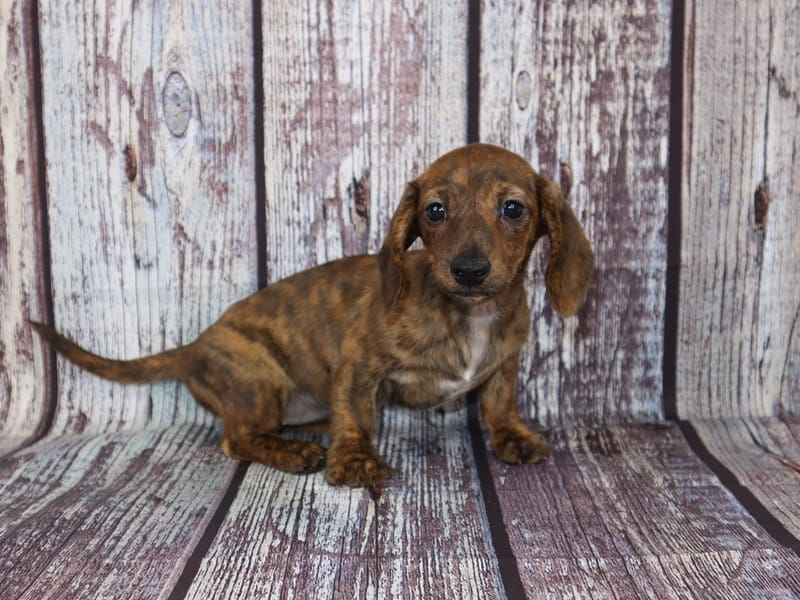 Available Pets - Page 4 of 10 - Petland Oklahoma City & Tulsa