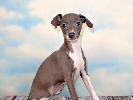 Italian Greyhound Puppy Blue ID:1111 Located at Petland Oklahoma City ...