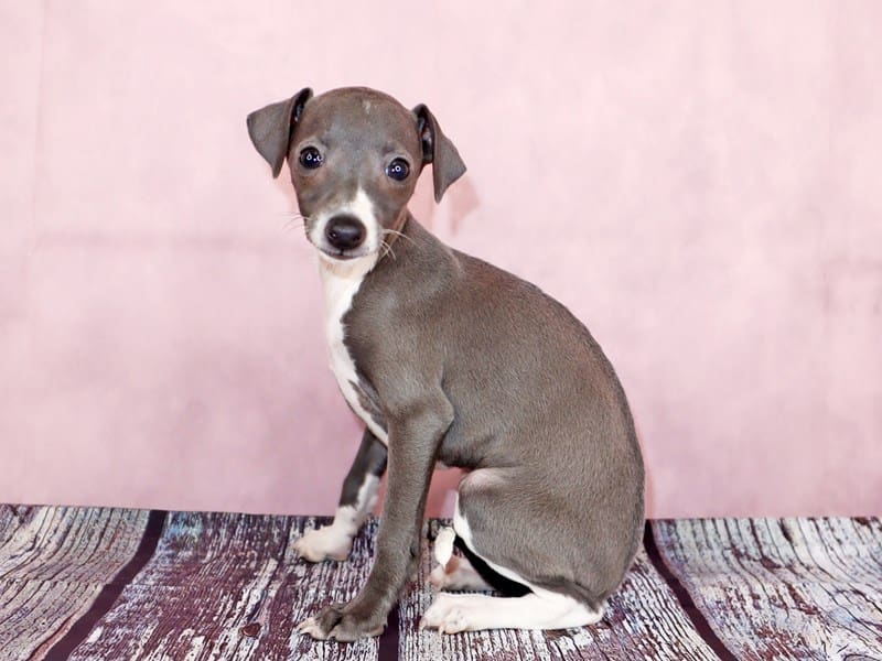 Italian Greyhound Puppies - Petland Oklahoma City & Tulsa
