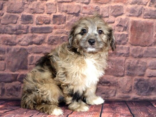 Mini Aussie Poo Puppy Black ID:431 Located at Petland Oklahoma City & Tulsa