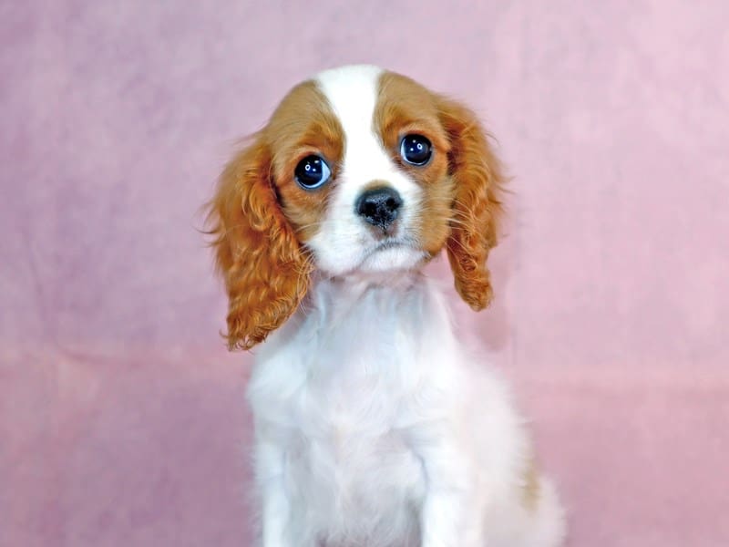 Available Pets - Page 2 of 11 - Petland Oklahoma City & Tulsa