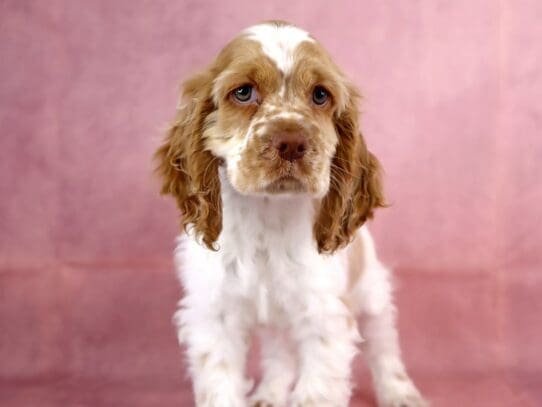 Cocker Spaniel Puppy Buff ID:1081 Located at Petland Oklahoma City & Tulsa