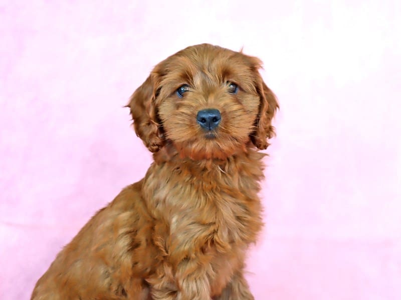 Available Pets - Page 3 of 12 - Petland Oklahoma City & Tulsa