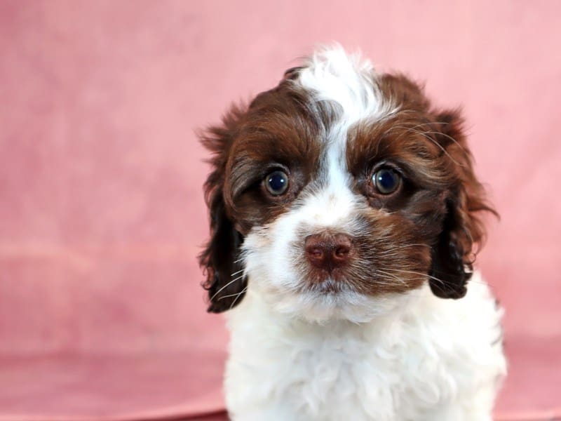 Available Pets - Page 3 of 12 - Petland Oklahoma City & Tulsa