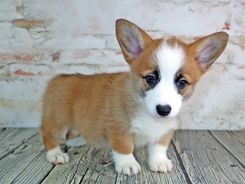 Available Pets - Page 8 of 11 - Petland Oklahoma City & Tulsa