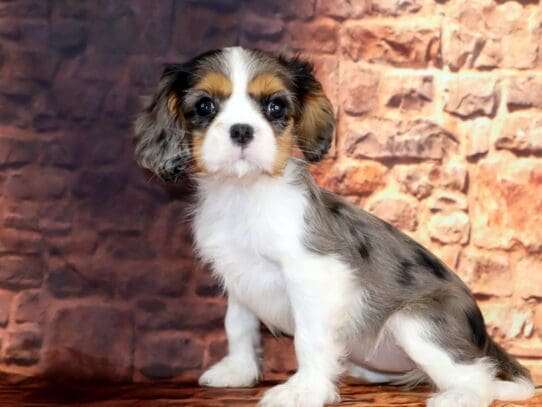 Cavalier King Charles Spaniel Puppy Black White / Tan ID:1279 Located ...