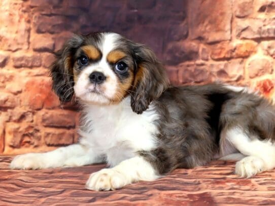 Cavalier King Charles Spaniel Small Animal Blenheim ID:1506 Located at ...