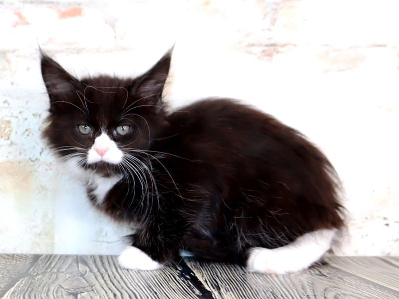 Kittens for Sale - Petland Oklahoma City & Tulsa