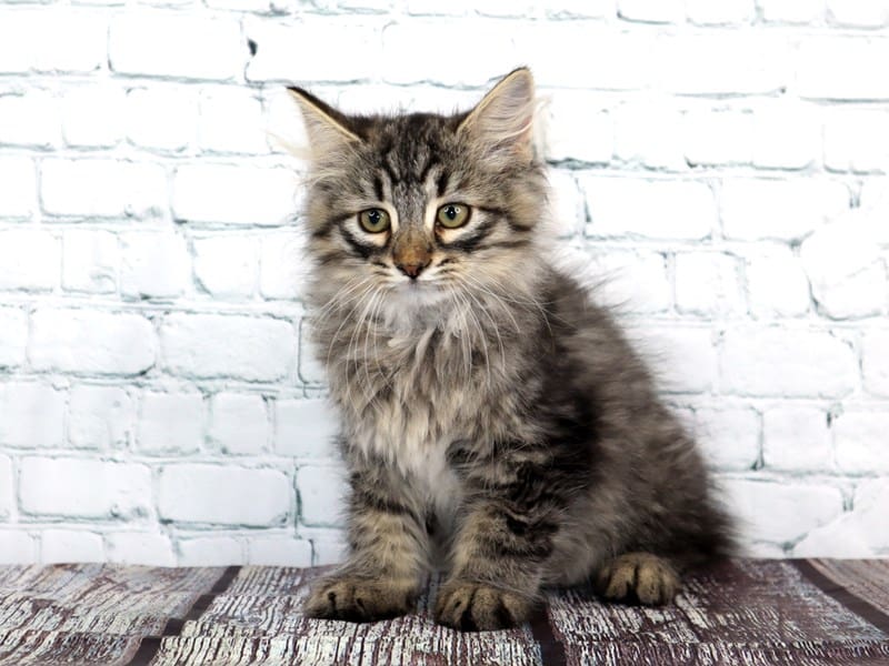 Kittens for Sale - Petland Oklahoma City & Tulsa