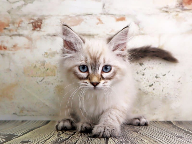 Kittens for Sale - Petland Oklahoma City & Tulsa