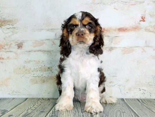 Cocker Spaniel Puppy Chocolate White Tan ID:1103 Located at Petland ...