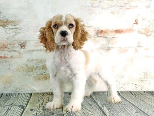 Cocker Spaniel Puppies - Petland Oklahoma City & Tulsa