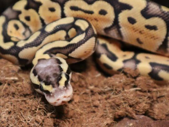 Reptiles for Sale - Petland Oklahoma City & Tulsa